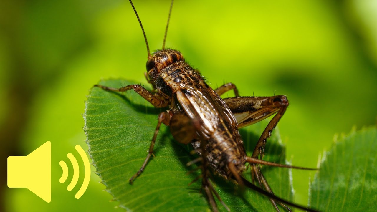 What does a cricket sound like? - Animal Sounds - YouTube