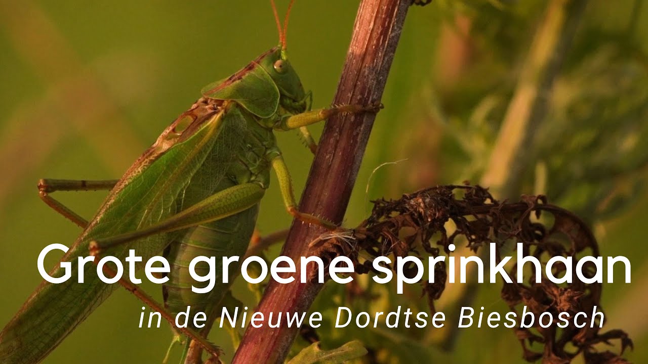 Zingende grote groene sprinkhanen #1037 - YouTube