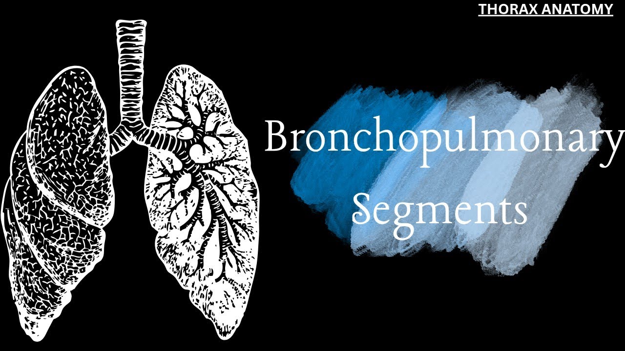 Bronchopulmonary Segments || Thorax || Anatomy - YouTube