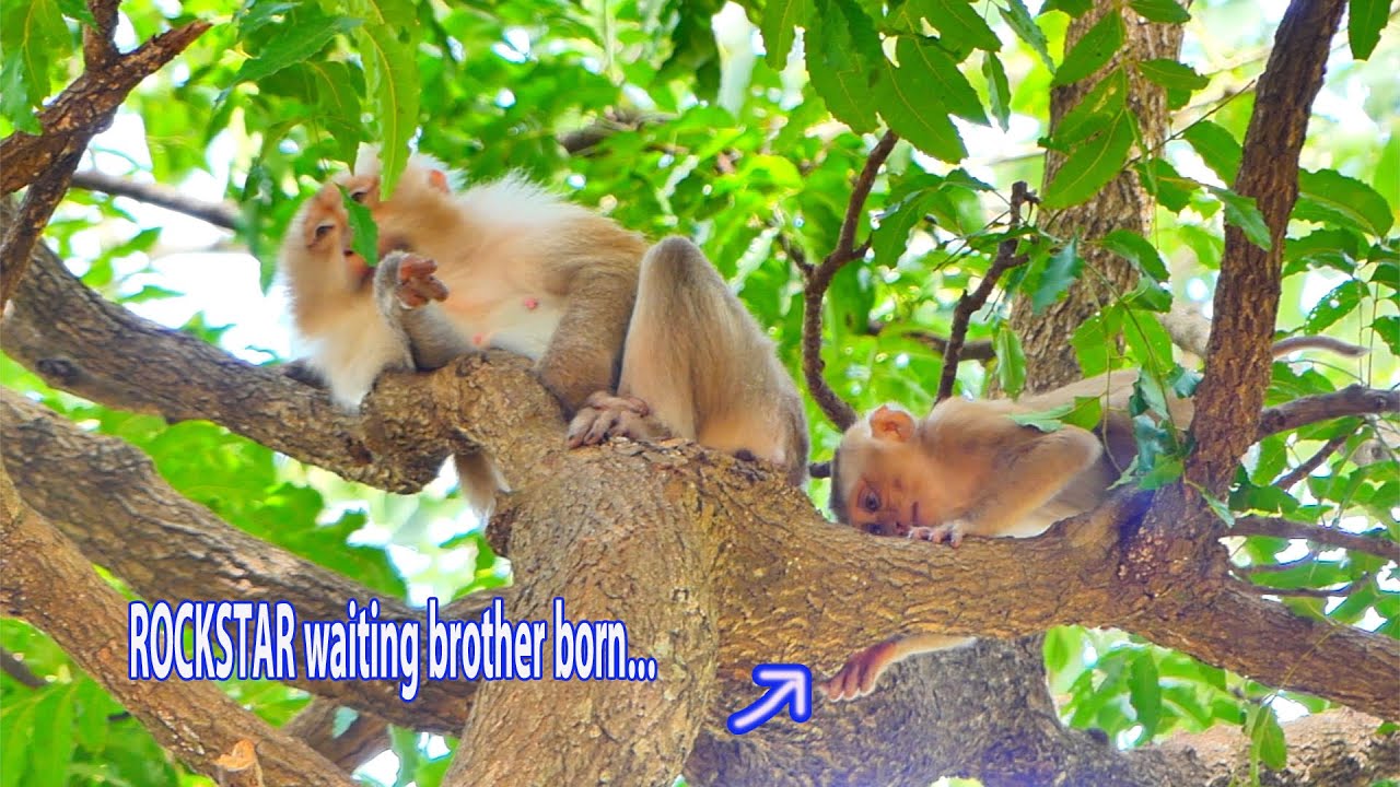 Pity monkey ROCKSTAR that waiting his brother newborn baby monkey coz ...