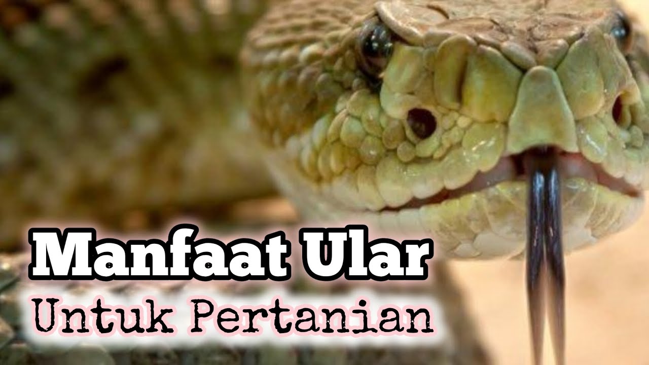 Peran Ular Untuk Pertanian - YouTube