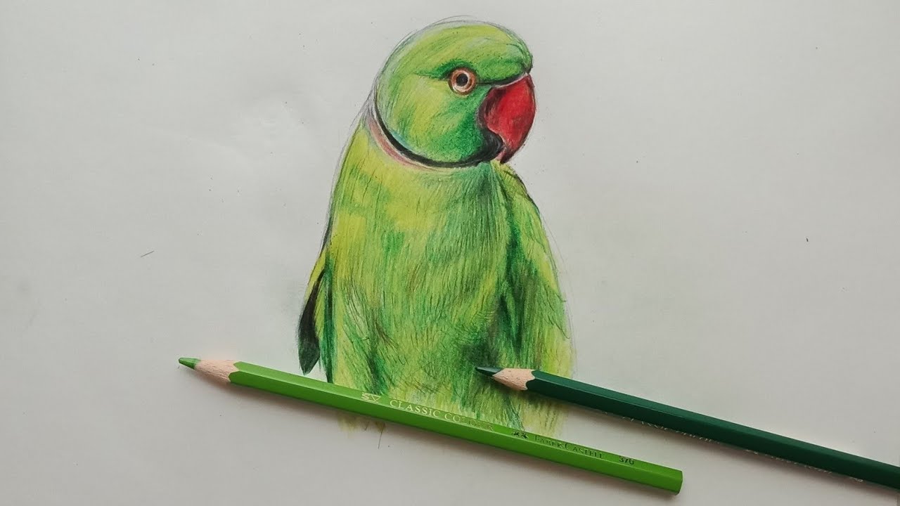 How to draw parrot! Pencil colour! 2020! - YouTube