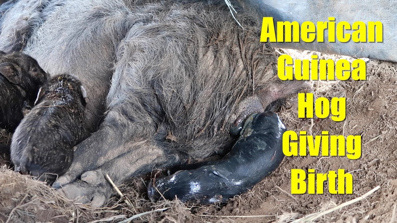American Guinea Hog Giving Birth - YouTube