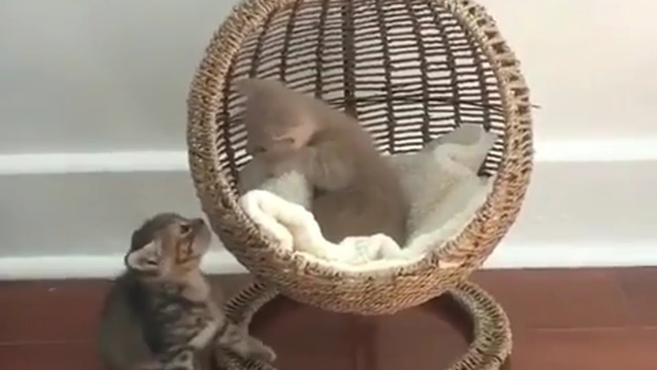 Cats Kittens Cute Baby Cats Playing Video Compilation #CatsKittens 12 ...