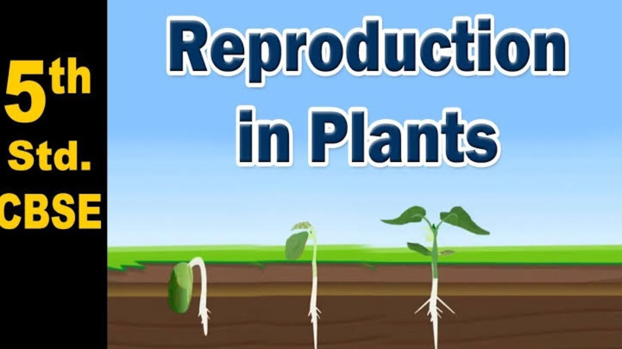 class 5, Science chapter 1 !!! Full chapter Explanation - YouTube