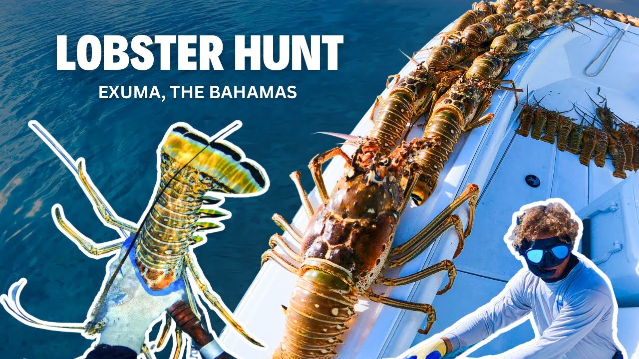 Lobster Hunt In Exuma | Two Days Local’s Haul - YouTube
