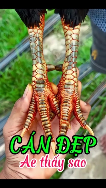 Gà đẹp 3kg nguyên rin - YouTube