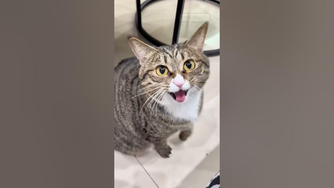 The Cat Language - Meow - YouTube