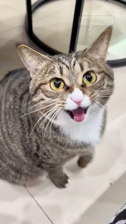 The Cat Language - Meow - YouTube