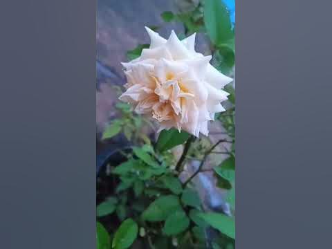 my favourite 7 days rose in beautiful - YouTube