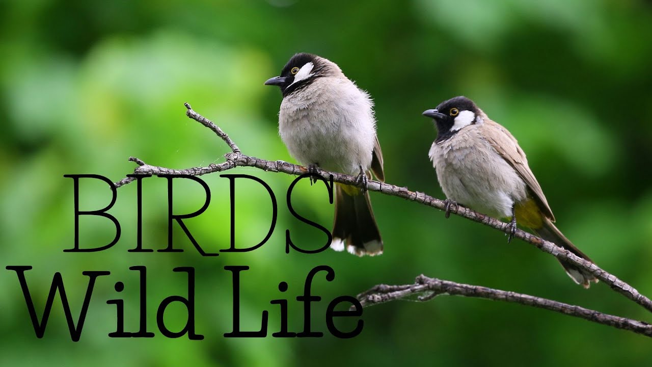 WATCH: Majestic Birds in the Wild - A Breathtaking Nature Experience ...