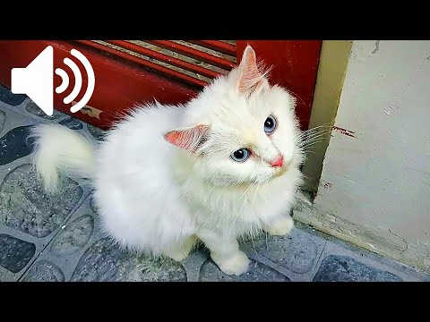 SUARA KUCING BETINA BIRAHI PANGGIL KUCING JANTAN - Female Cat In Heat Calling Male Cat