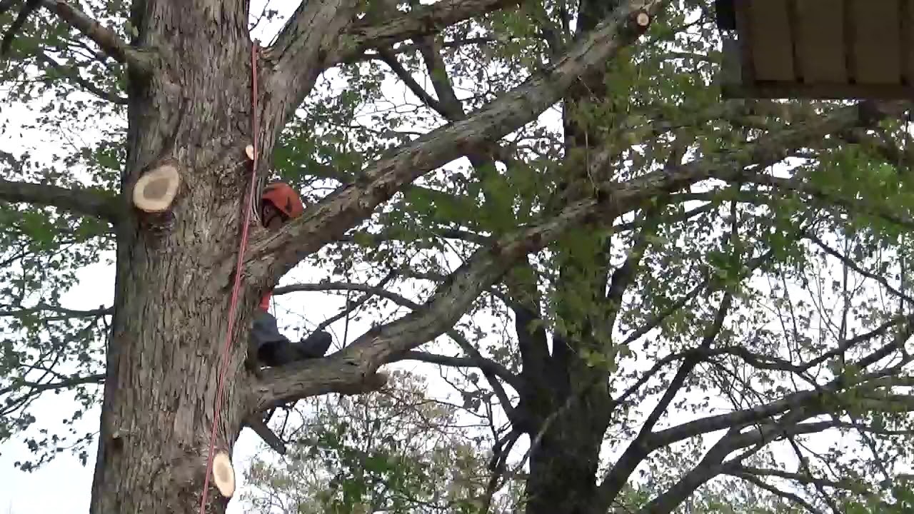 Hard Knot Tree Service MAH00136 - YouTube