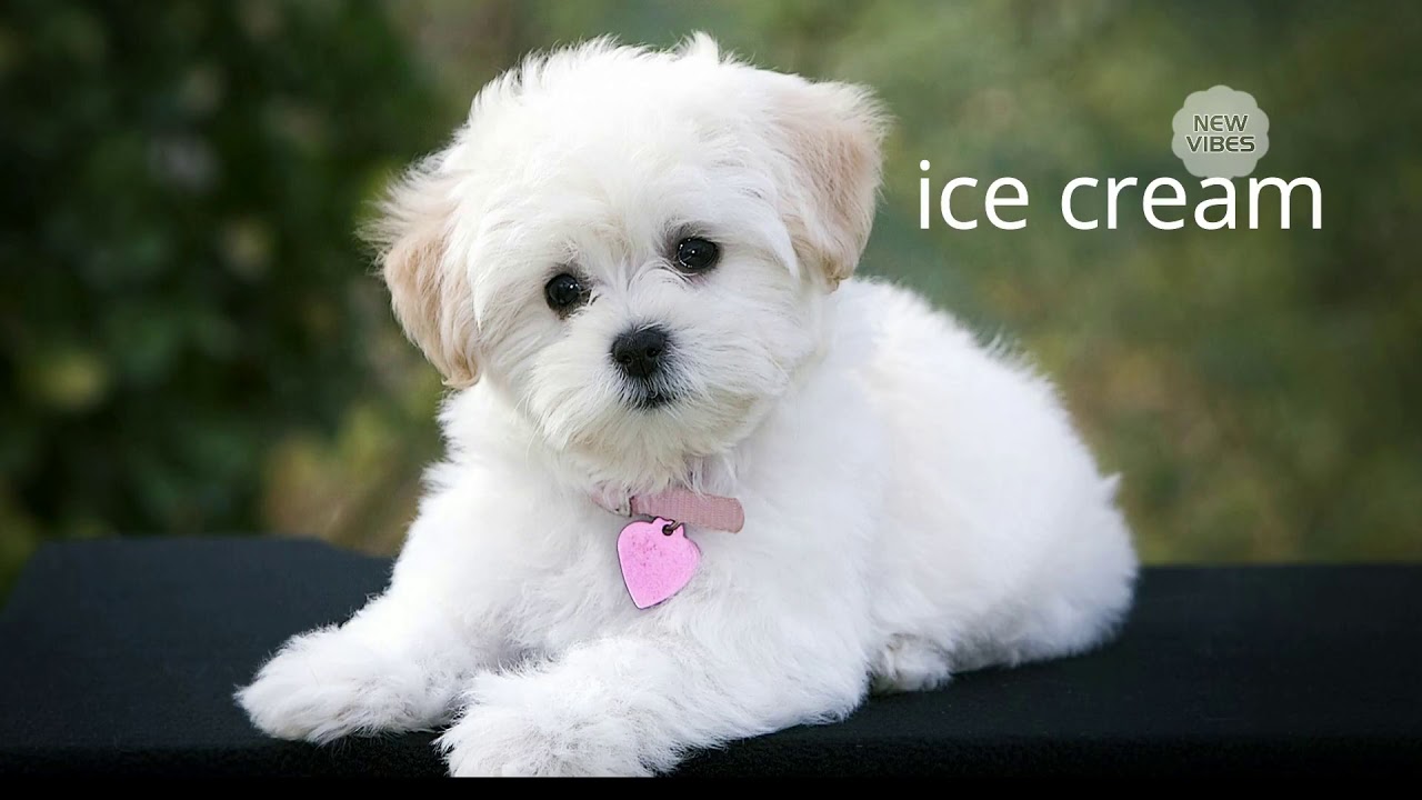 Dog Slideshow Project - YouTube