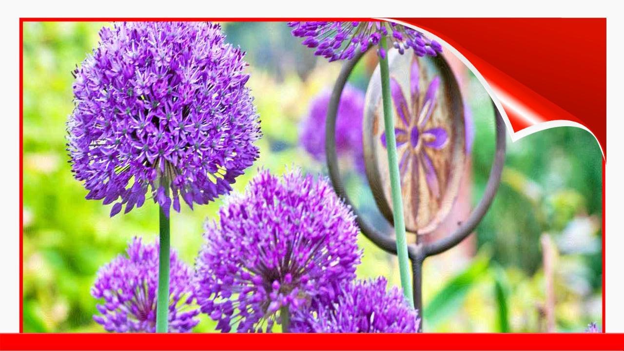 Deer Resistant Spring Blooming Bulbs 🧧 - YouTube