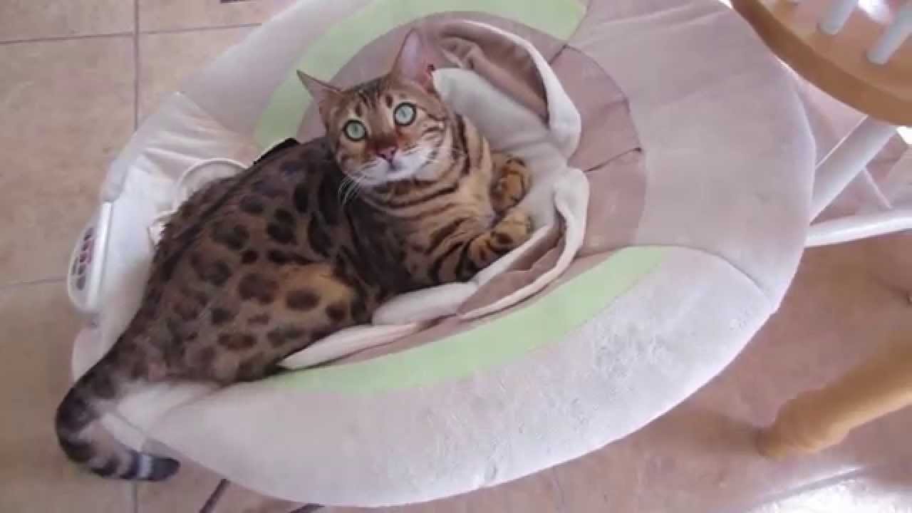 Adventures In Napping - YouTube