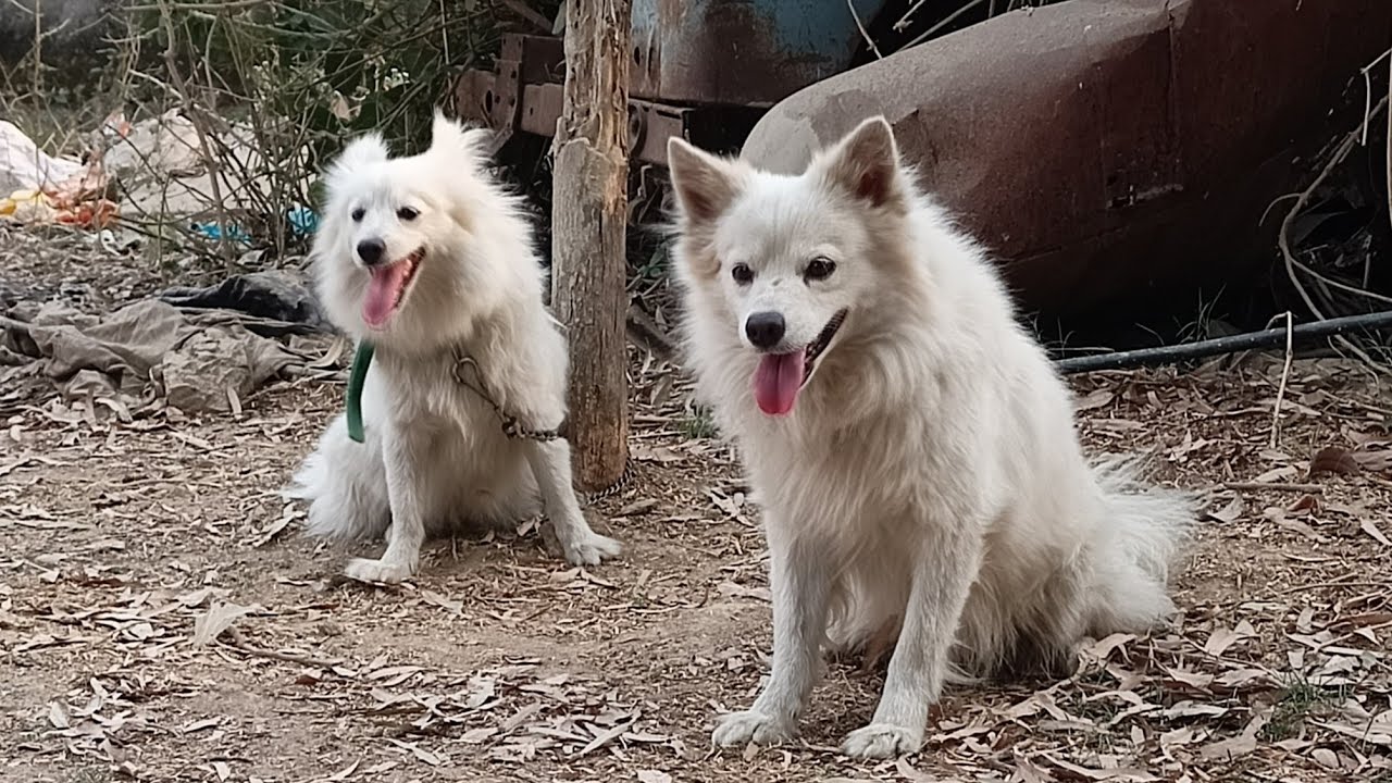 Cute😍 Pomeranian Indian Spitz playing #varanasipets🐶🐶🐶🐶 - YouTube