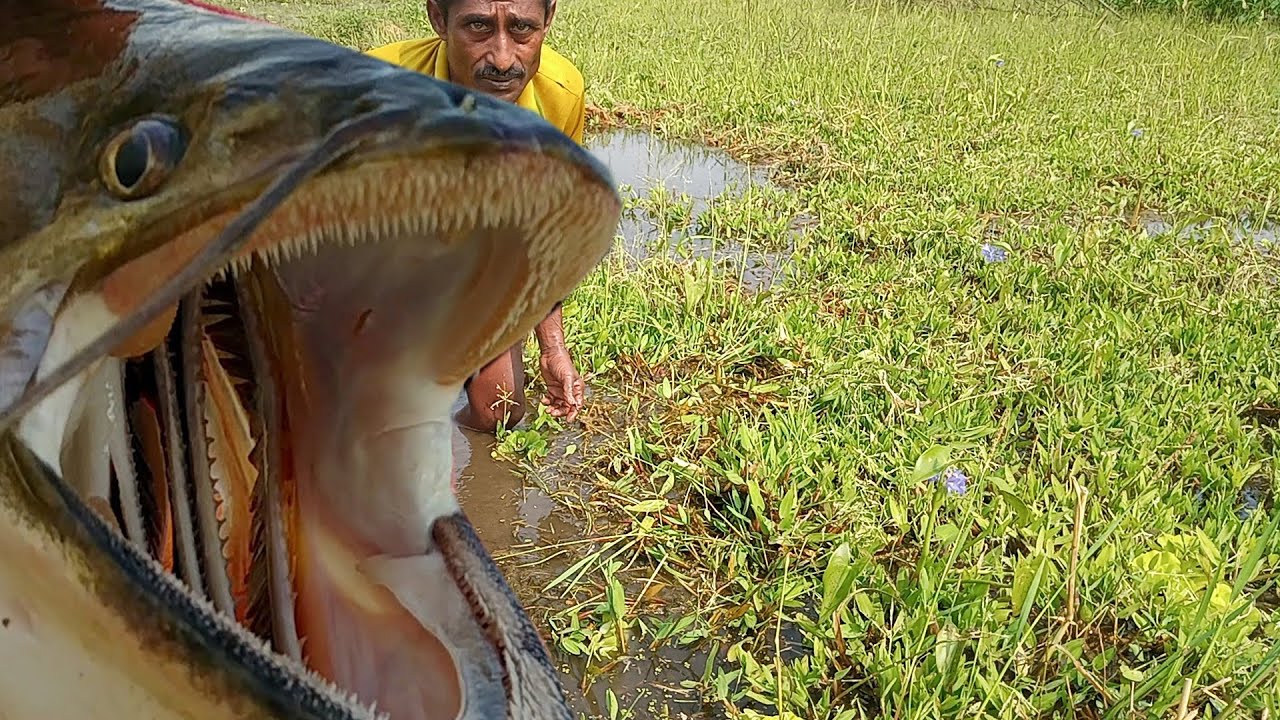 Unique Fishing Technique|| extremely unbelievable satisfying river ...
