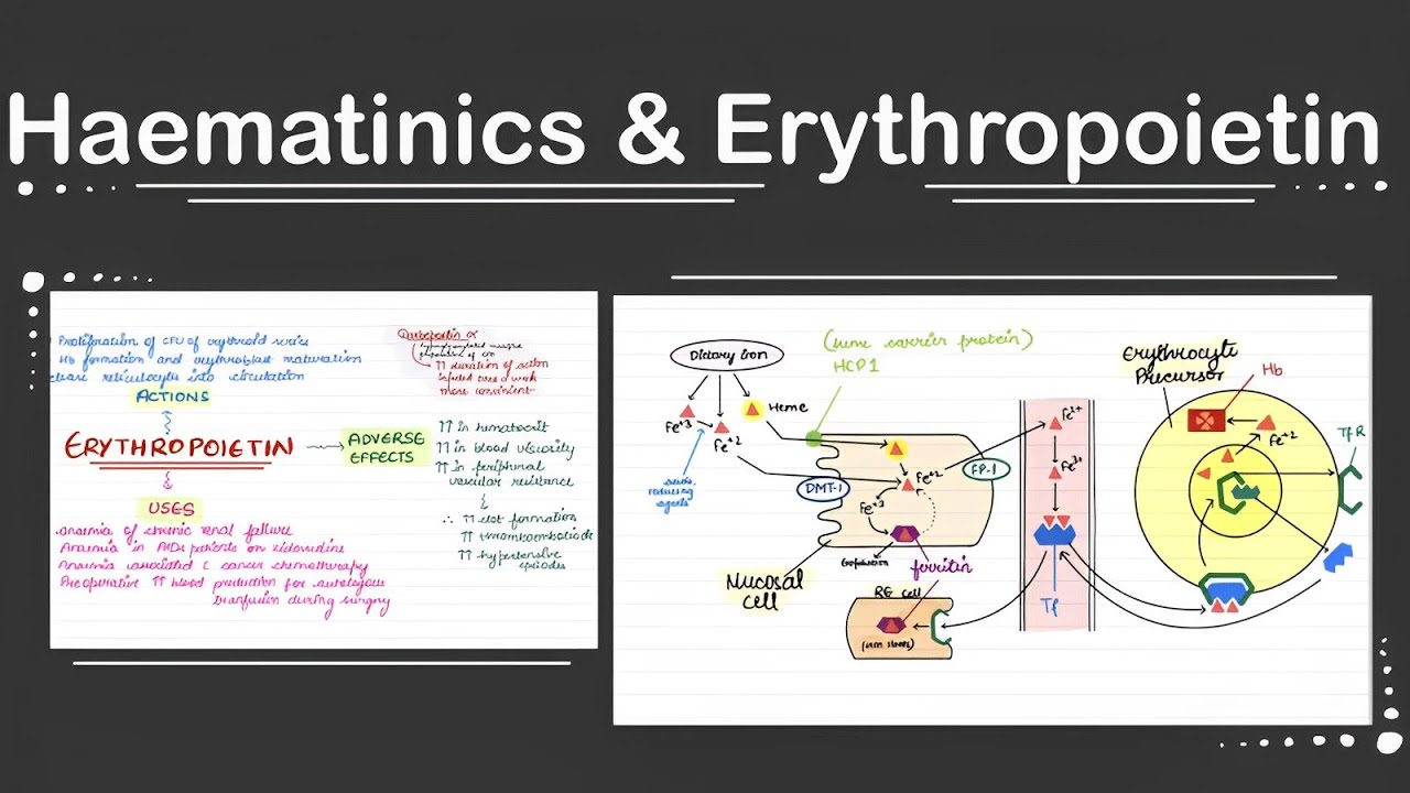 Haematinics and Erythropoietin (in 15 minutes) | Blood Formation ...