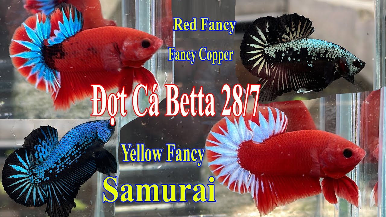 Đợt Cá Betta 28/7: Red Fancy, Samurai, Yellow Fancy, Fancy Copper Cam ...