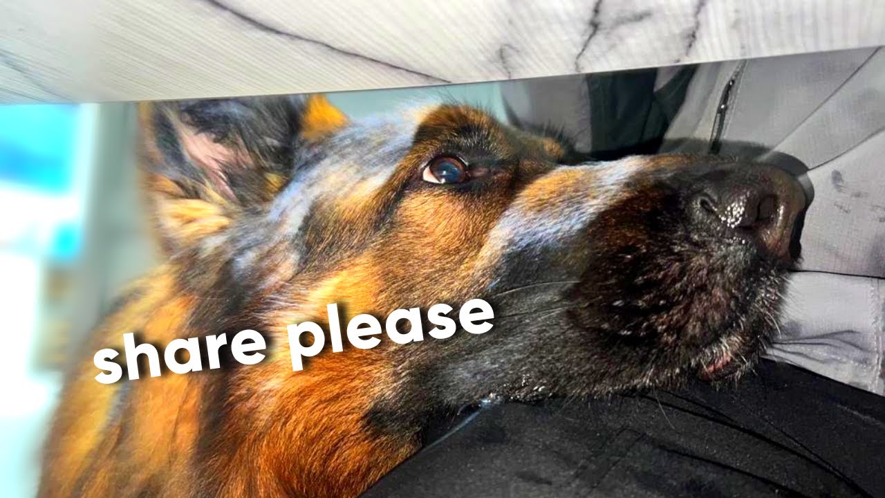 Funny Dog Begging For Food - YouTube