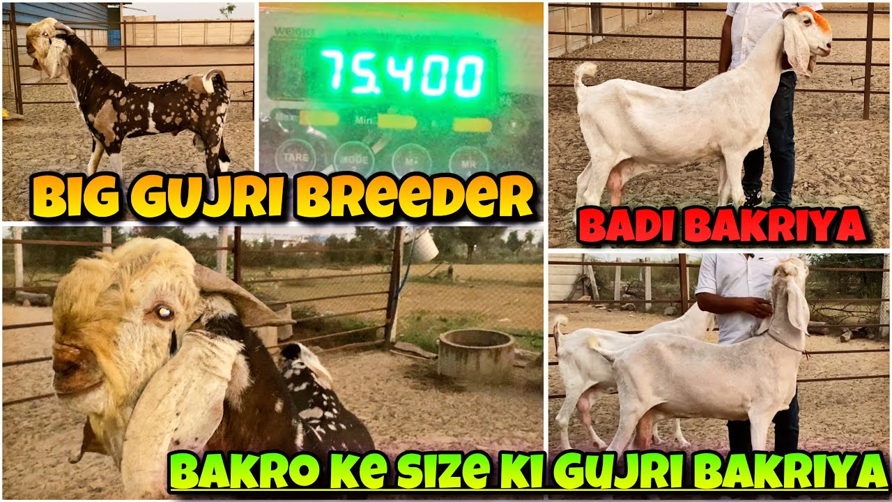Big Size GUJRI FEMALE and ANDUL GUJRI BREEDER for Sale in Jaipur ...