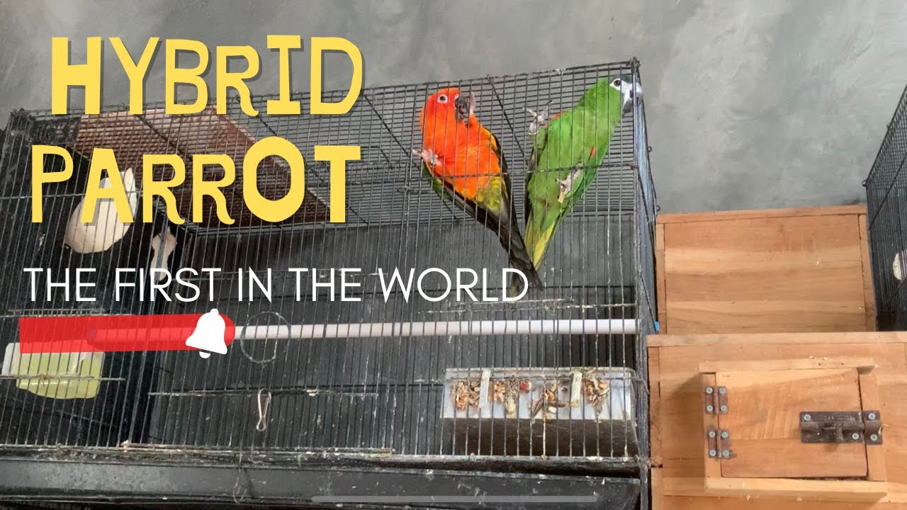BREEDING HYBRID SUN CONURE RED FACTOR X HAHNS MACAW - YouTube