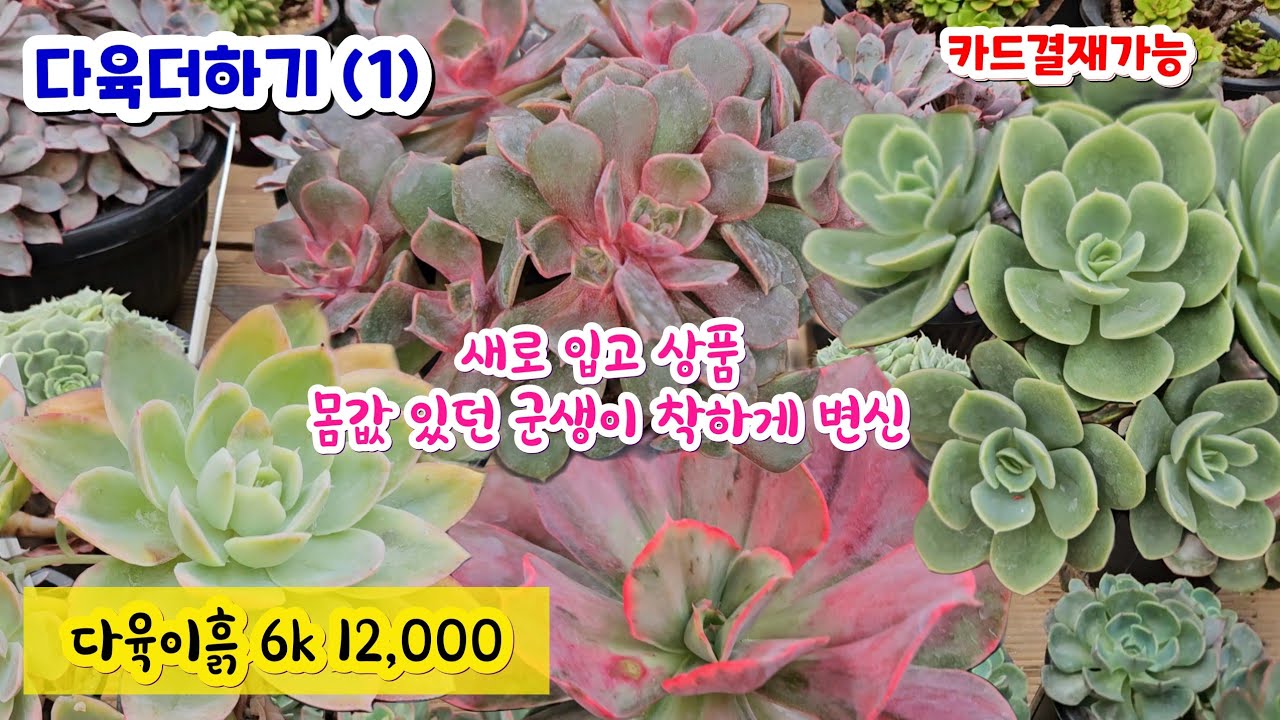 다육더하기 1 예쁜 군생이 가격 착하게 들어온 써든벨 차우바니에 제스타 줄리아나 여미림 헤라 앨리스 Youtube