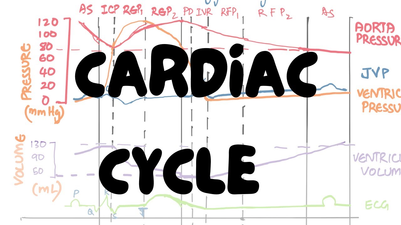 Cardiac Cycle Simplified With Diagrams | Physiology | Lectures by Omer ...