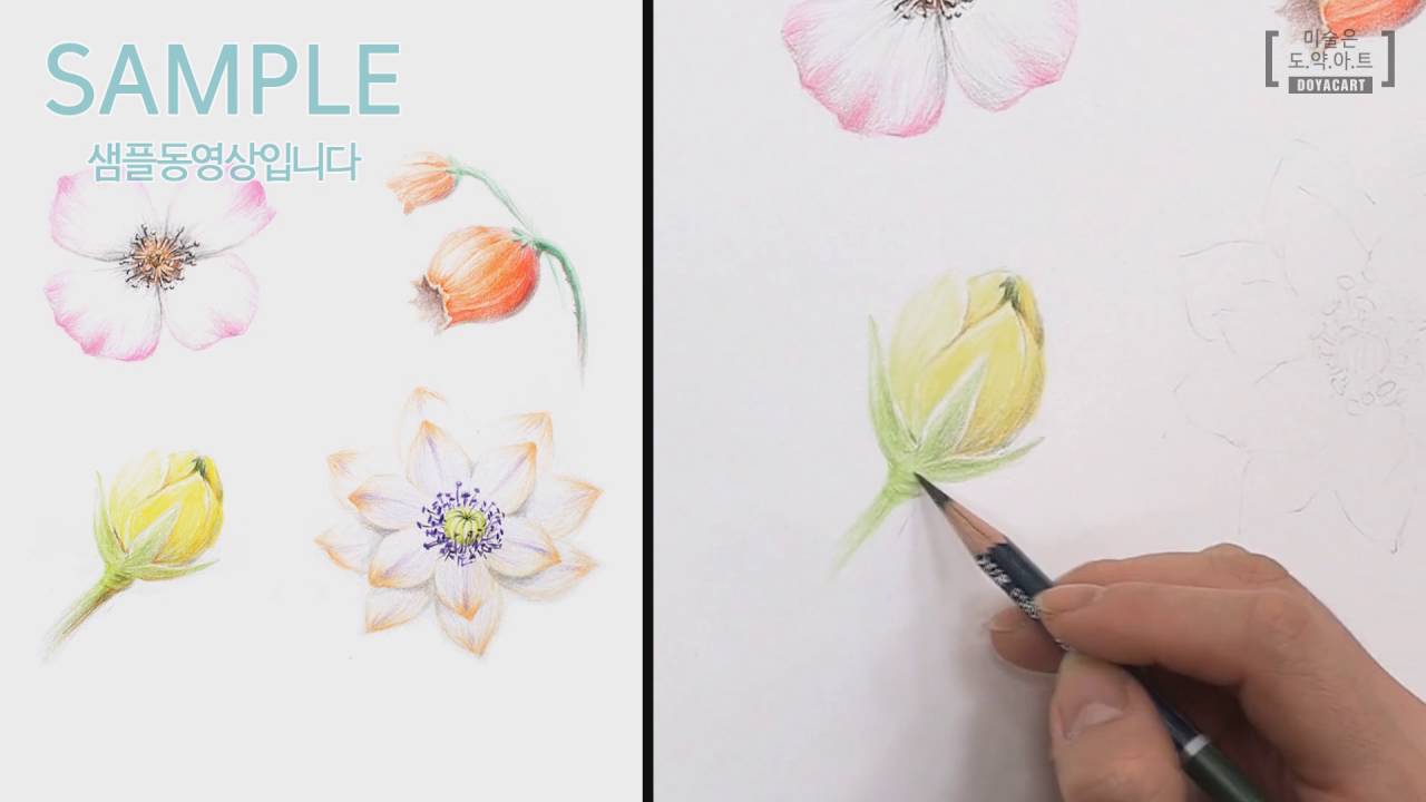 꽃그림 예쁜 꽃그림 기법 색연필로 입체적인 느낌 표현하기 색연필꽃 색연필 기법 Youtube