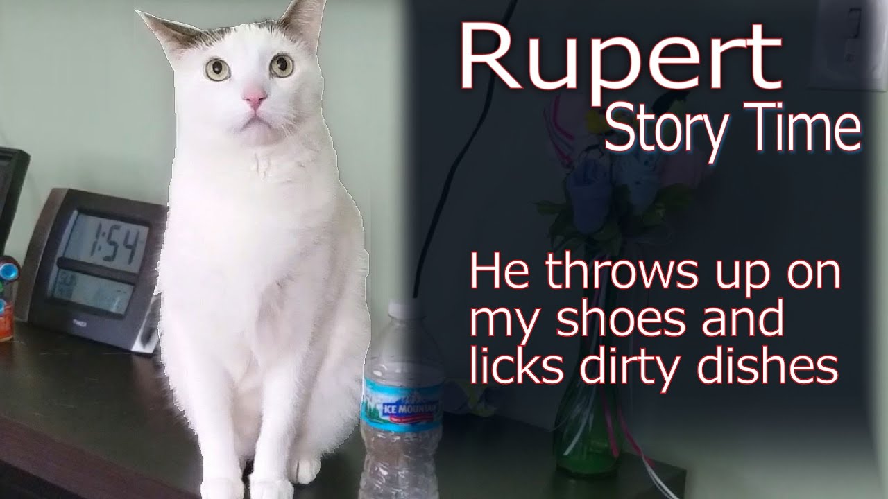 Rupert Cats Weight Loss Journey leads to health diagnosis - YouTube