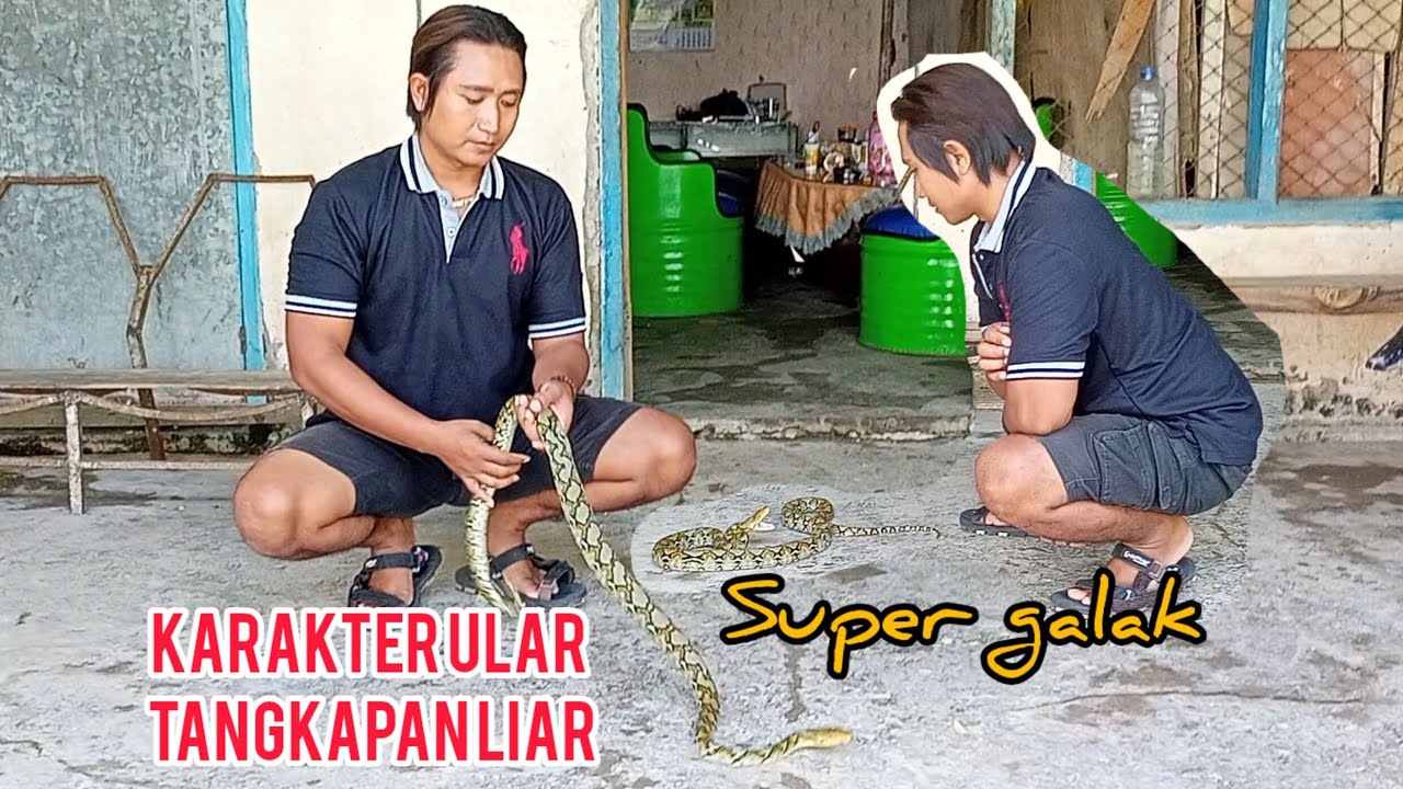 BEGINILAH KARAKTER ULAR LIAR YANG BARU DAPAT - YouTube
