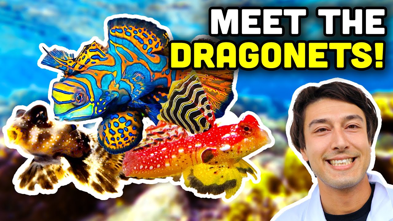 Talking Fish: A Deeper Dive into Mandarin Gobies, Scooter Blennies, and Dragonets! - YouTube