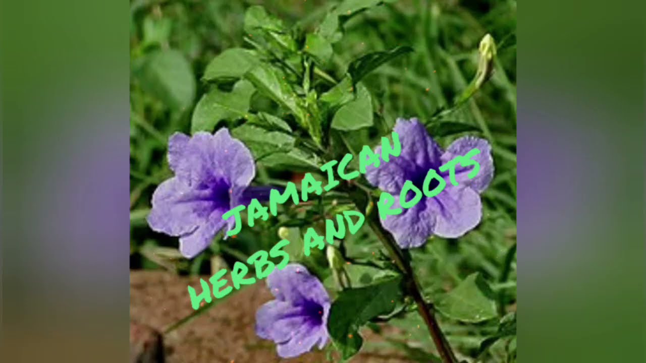 health benefits of jamaican guinea hen weed / Petiveria alliacea - YouTube