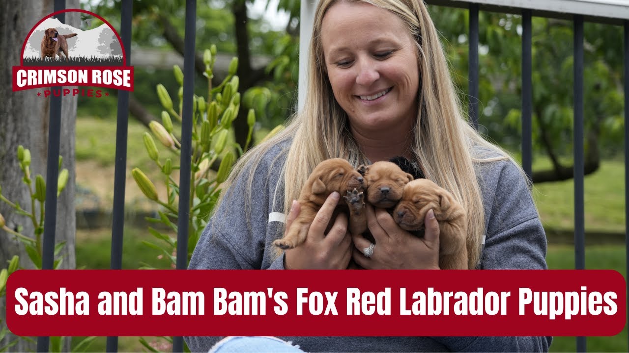 Fox Red Labrador Retriever Puppies - Sasha and Bam Bam's Litter - YouTube