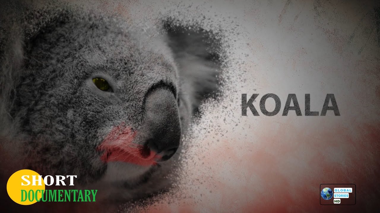 WILD LIFE | KOALA DOCUMENTARY IN HD ENGLISH | AMAZING CREATURE'S ...