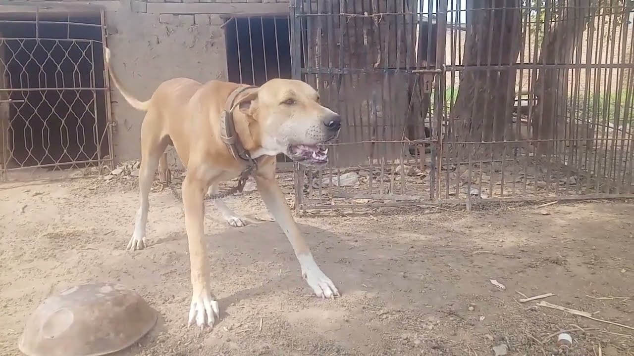 Aggressive Dog Barking and Howling very Loudly - YouTube
