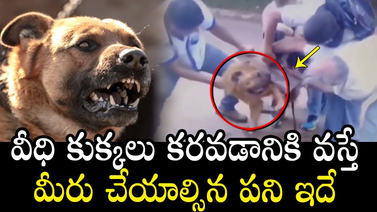 How To STOP Street Dogs From Attacking You | How To Stop Street Dog ...