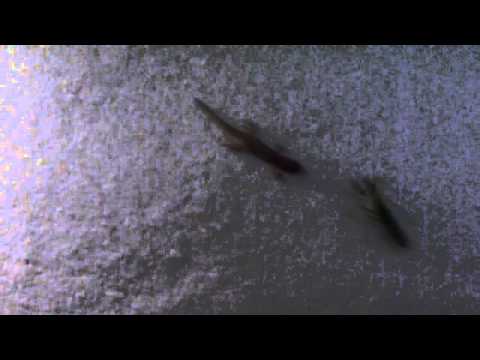 Gecko vs. Mantis