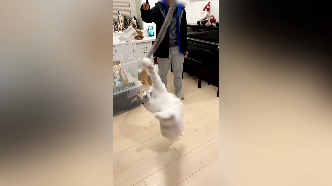 Nikko Cat’s Best Slo Mo Action playing with his new cat toy wand | Cat ...