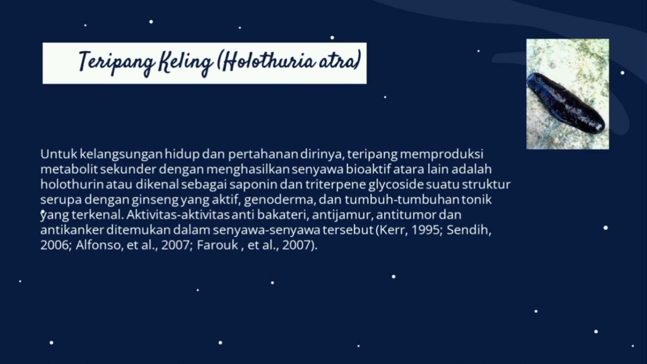 Potensi Bahan Obat Kelautan Teripang Keling (Holothuria Atra) - YouTube