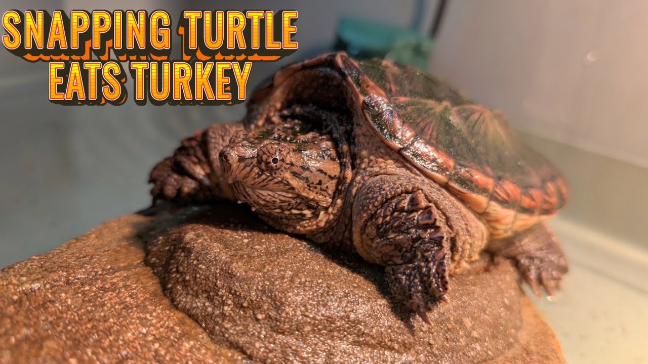 Feeding my Common Snapping Turtle Different Cuts of Meat - YouTube