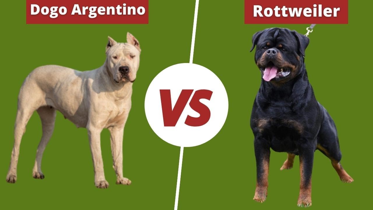 DOGO ARGENTINO VS ROTTWEILER - AGGRESSIVE HUNTING DOGS? - YouTube
