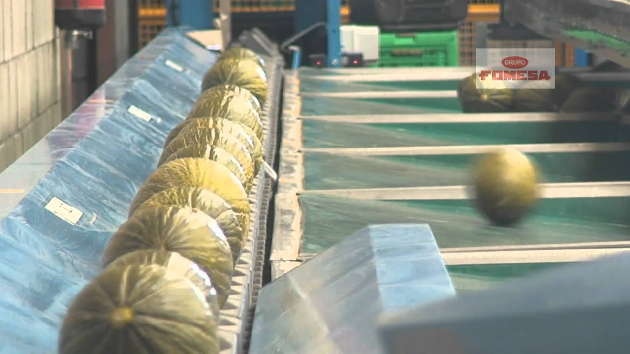 FOMESA Group. Grading & Packing Line for Melons and Watermelons - YouTube