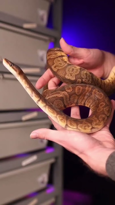 Ball Python Genetics Projects - Sunset - YouTube