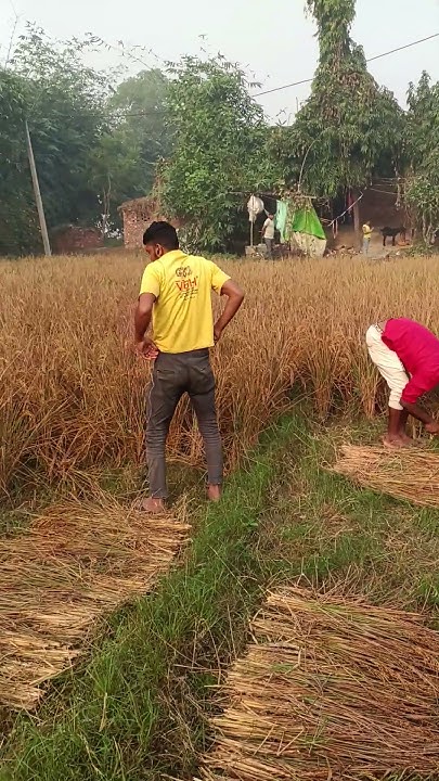 Dhan ke khet me... - YouTube