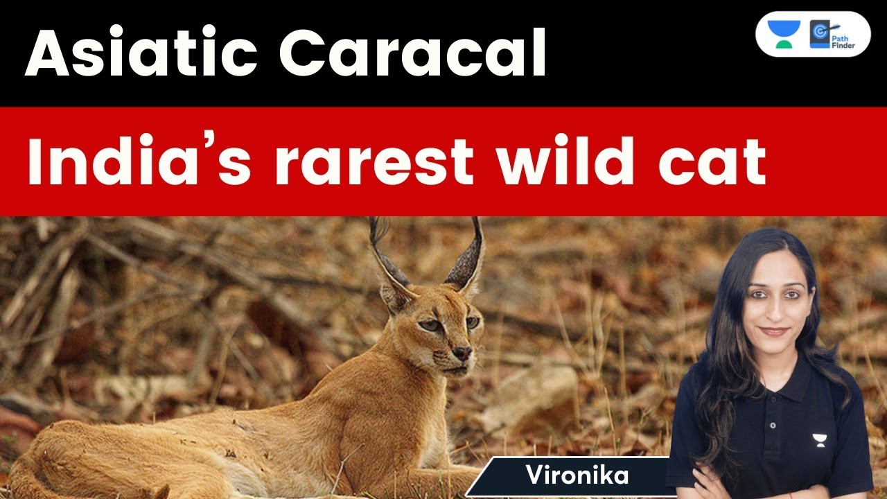 Asiatic Caracal | India’s rarest wild cat | Explained by Vironika - YouTube