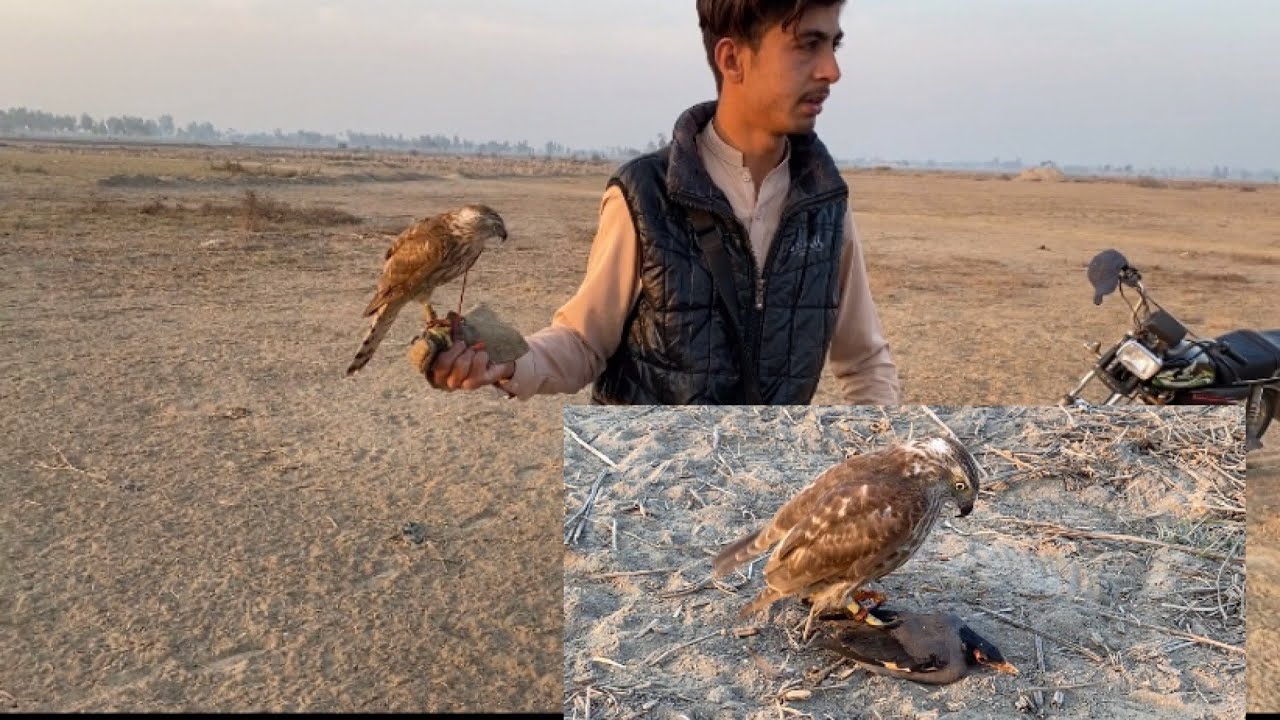 Shikra hunting myna in hunting field||shikra hunting 2023|# ...