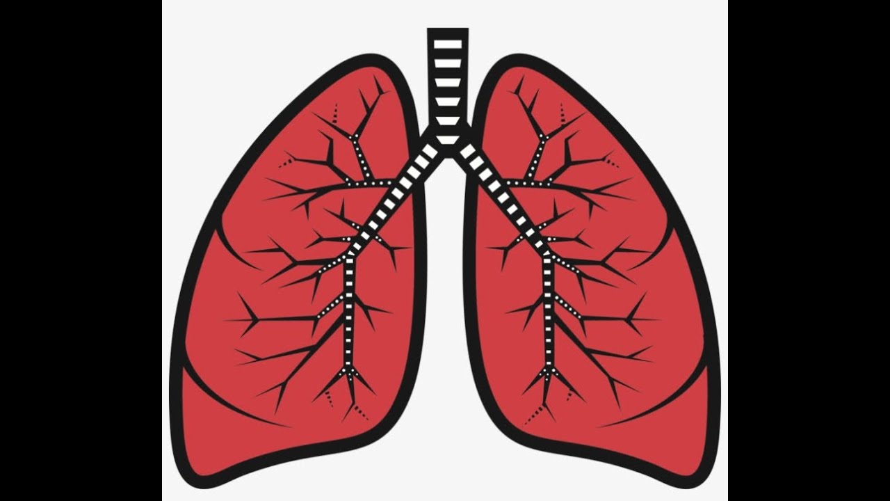 Class Lecture on the Pulmonary System - YouTube