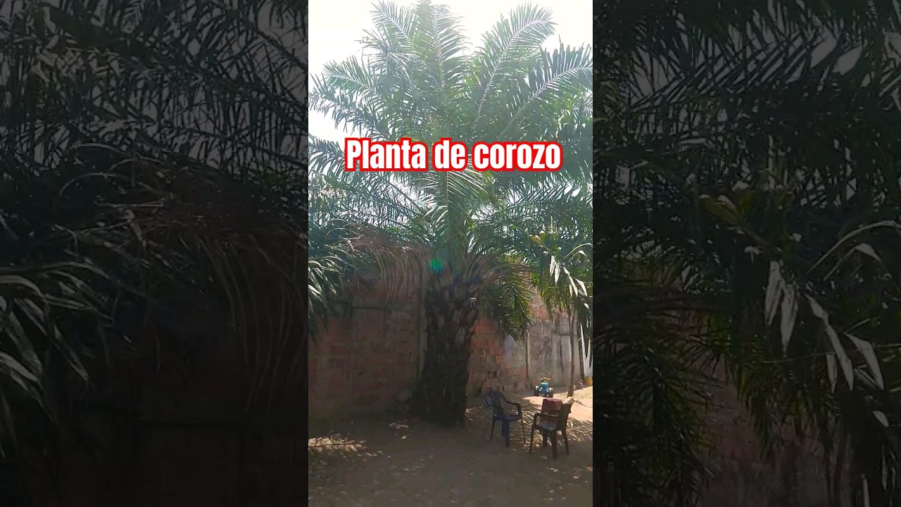 La planta de corozo árbol sombrío #corozo #plantadecorozo #news #sombra ...